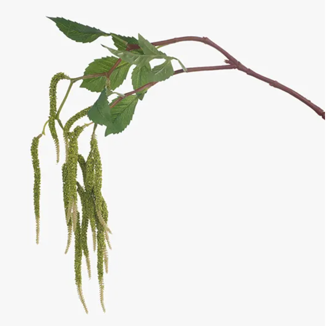 Green Amaranthus – Studio Alyssum