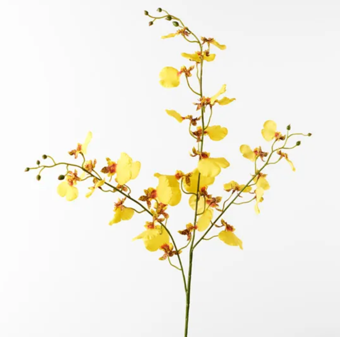 Yellow Dancing Lady Orchid – Studio Alyssum