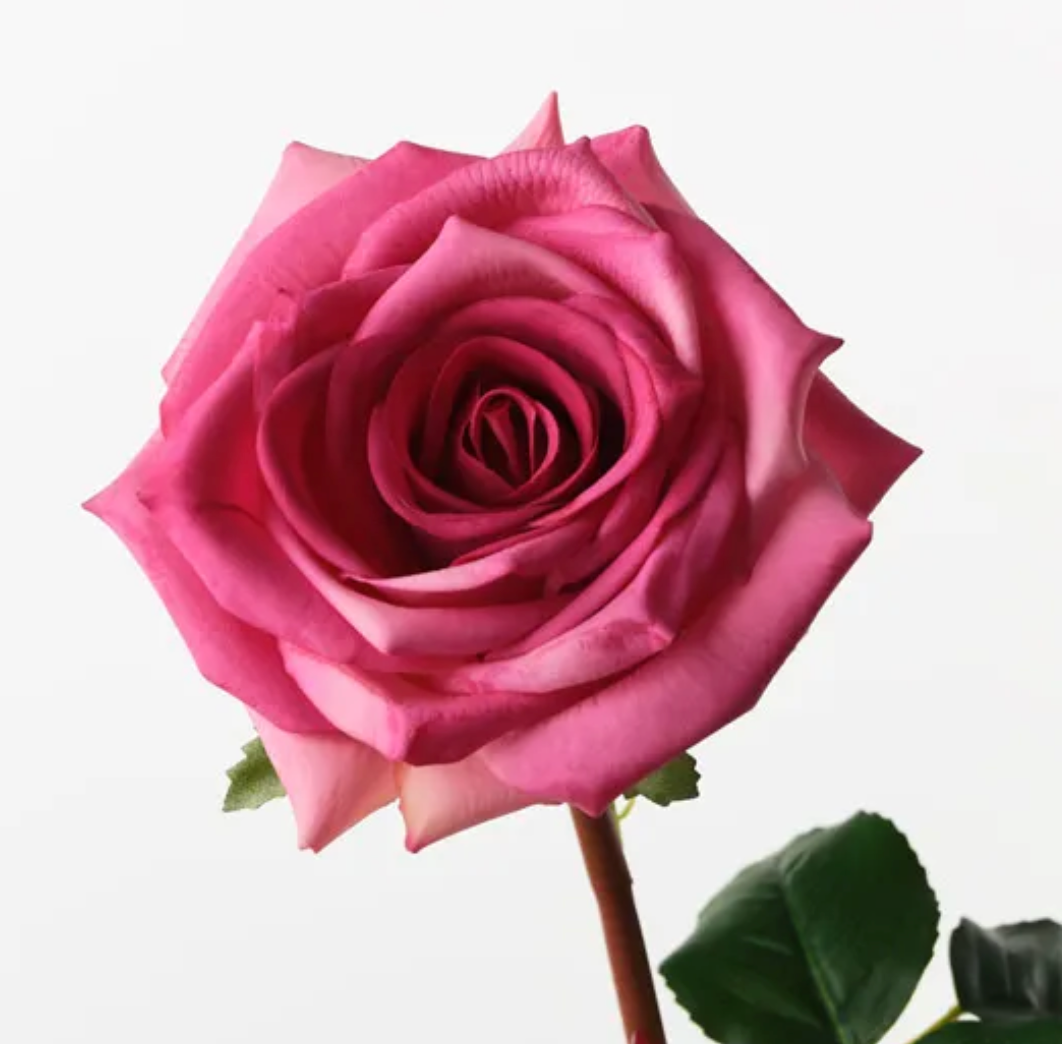 Fuchsia Rose – Studio Alyssum