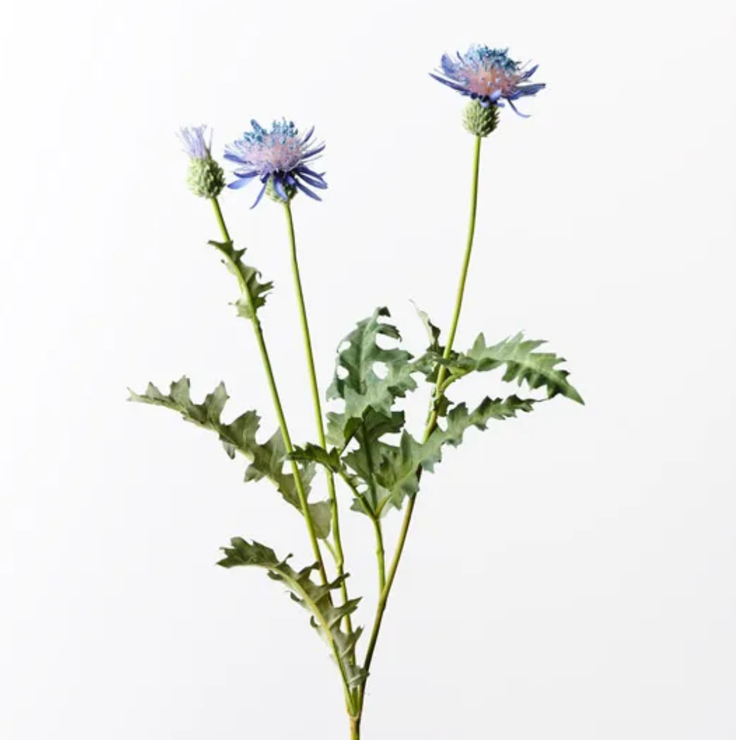 Thistle Spray Blue – Studio Alyssum