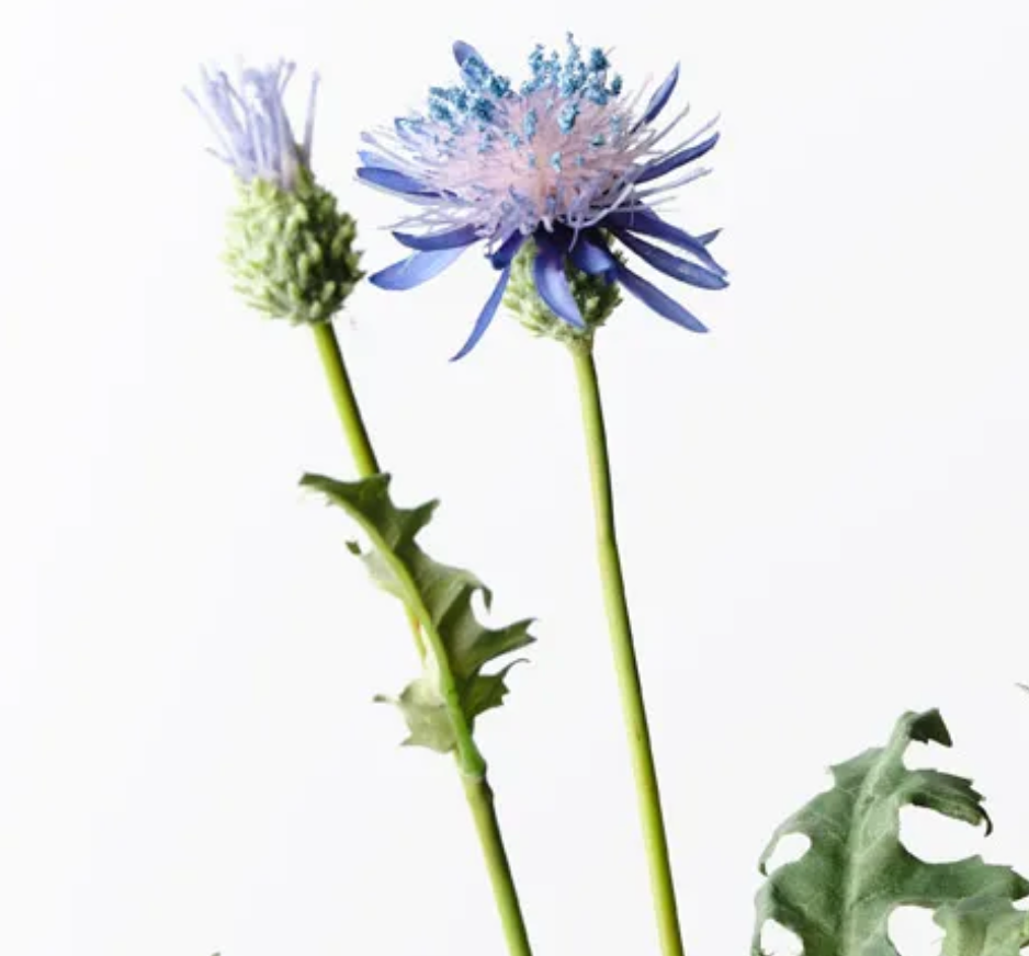 Thistle Spray Blue – Studio Alyssum