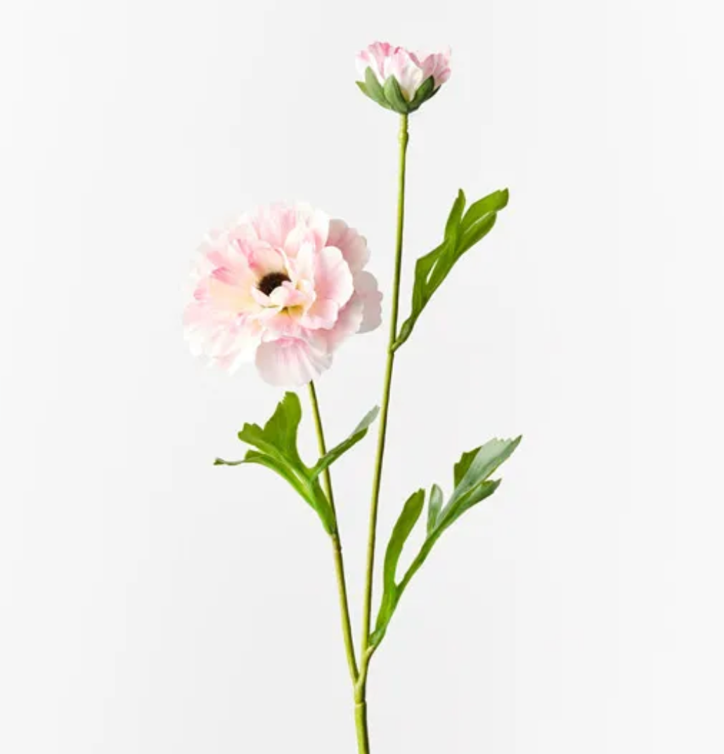 Light Pink Ranunculus – Studio Alyssum