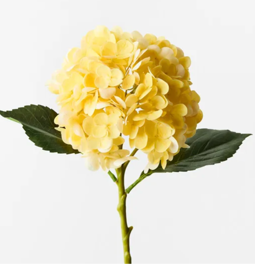 Yellow Hydrangea – Studio Alyssum