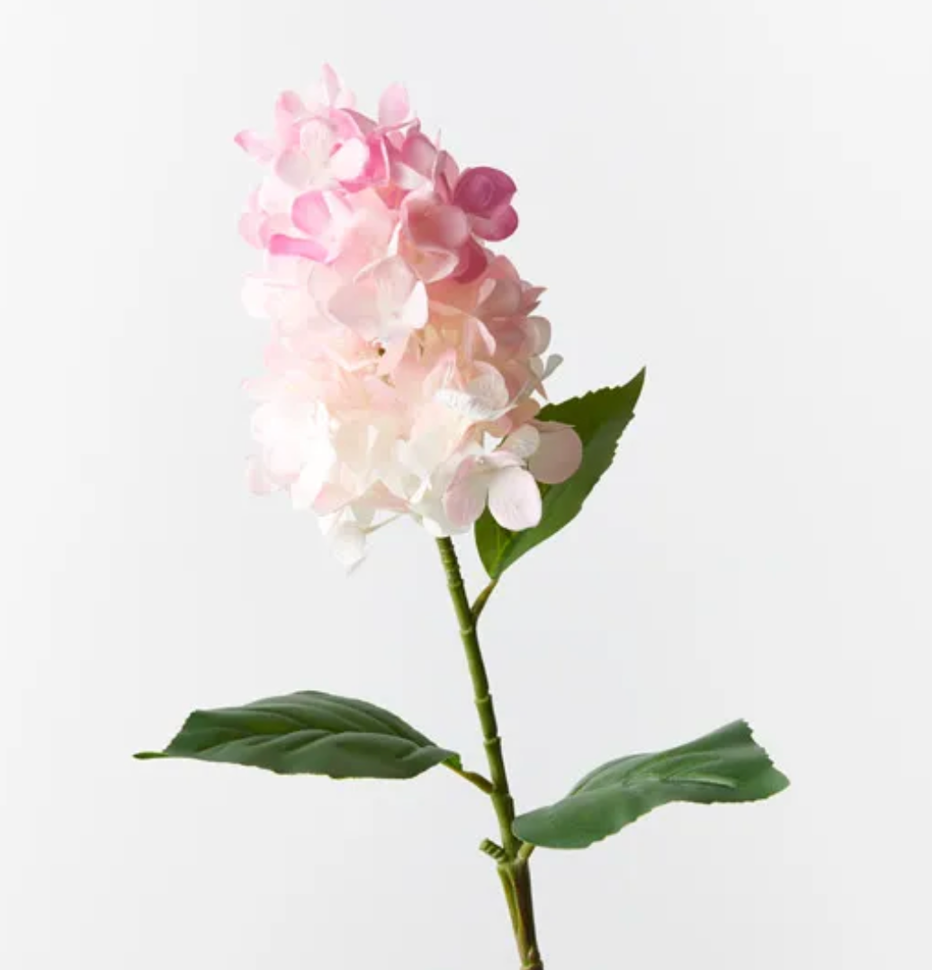 Pink Cone Hydrangea – Studio Alyssum